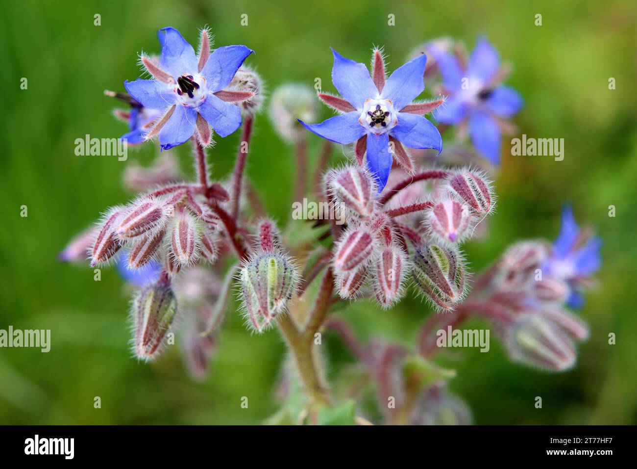 common borage (Borago officinalis), blooming Stock Photo - Alamy