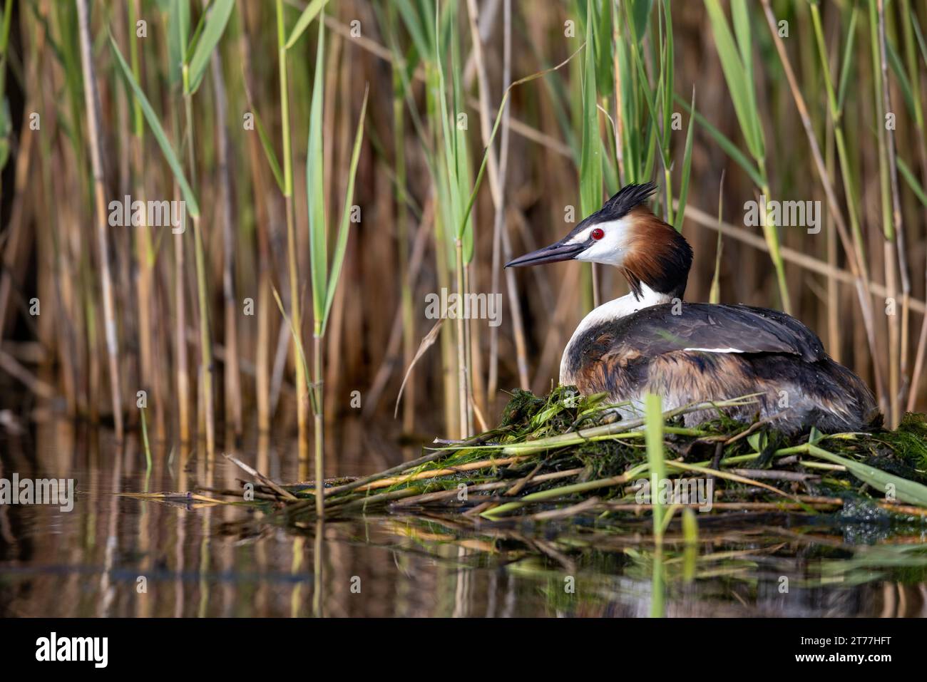 great crested grebe (Podiceps cristatus), breeding on a nest on the ...