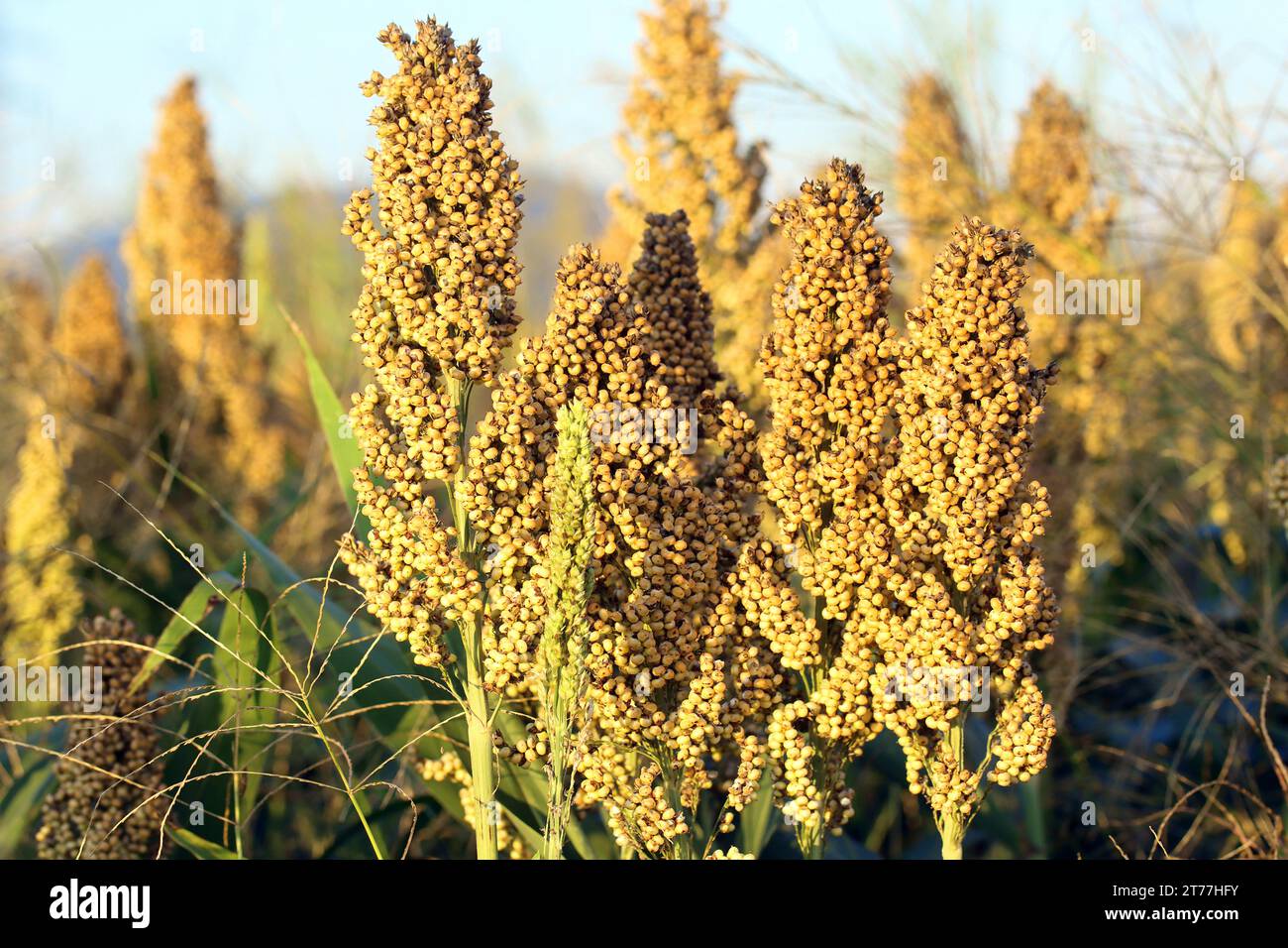 Johnson grass, sorghum (Sorghum halepense), fruiting Stock Photo - Alamy