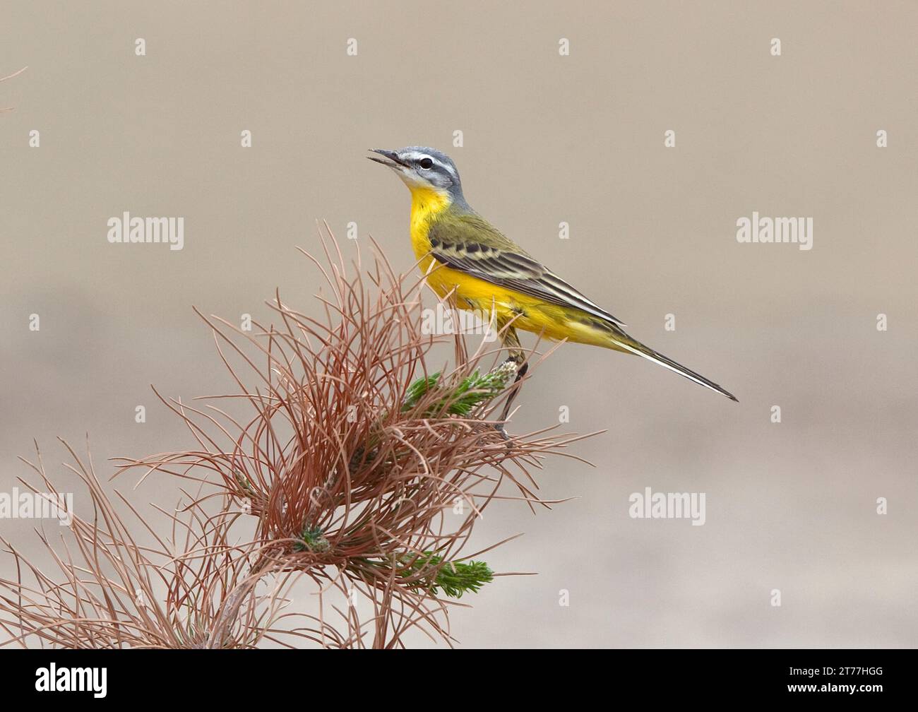 Western Yellow Wagtail, Sykes Wagtail (Motacilla flava beema, Motacilla ...