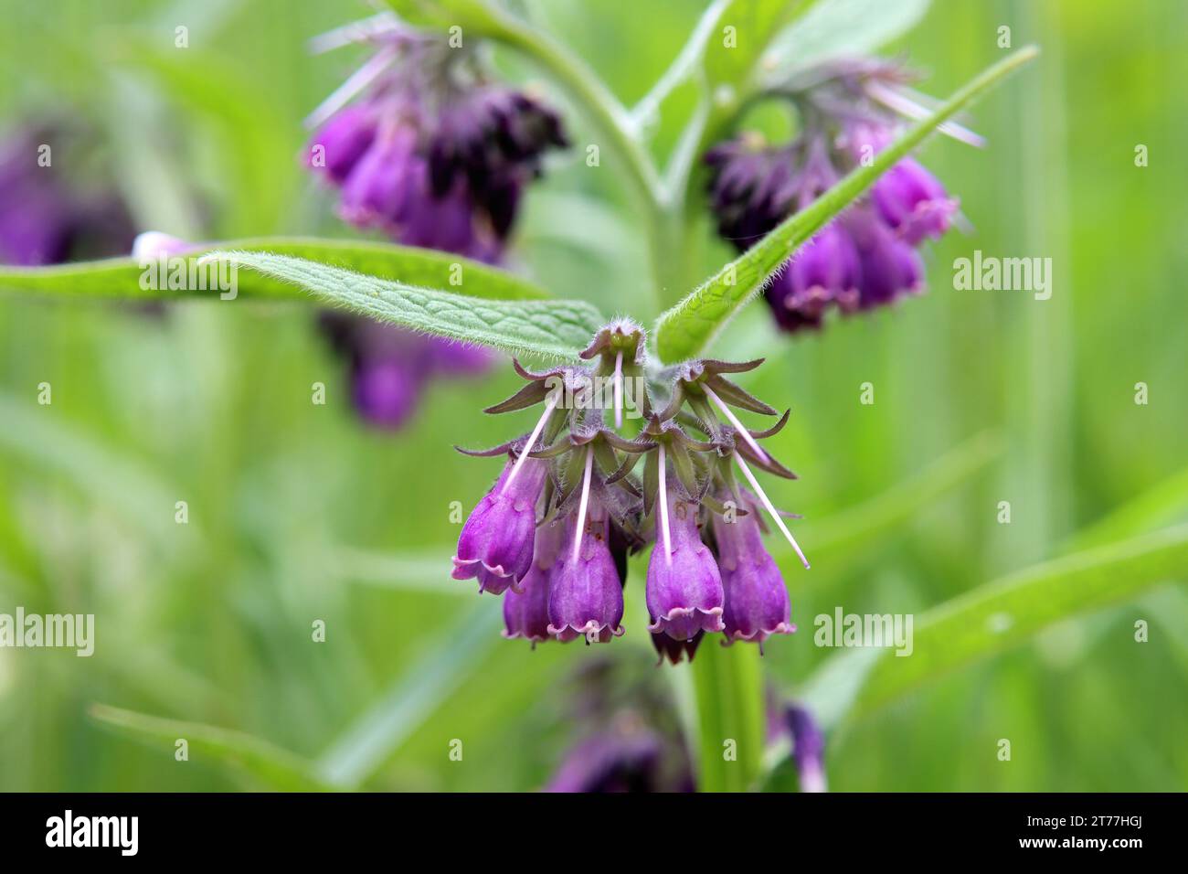 Common comfreies hi-res stock photography and images - Alamy