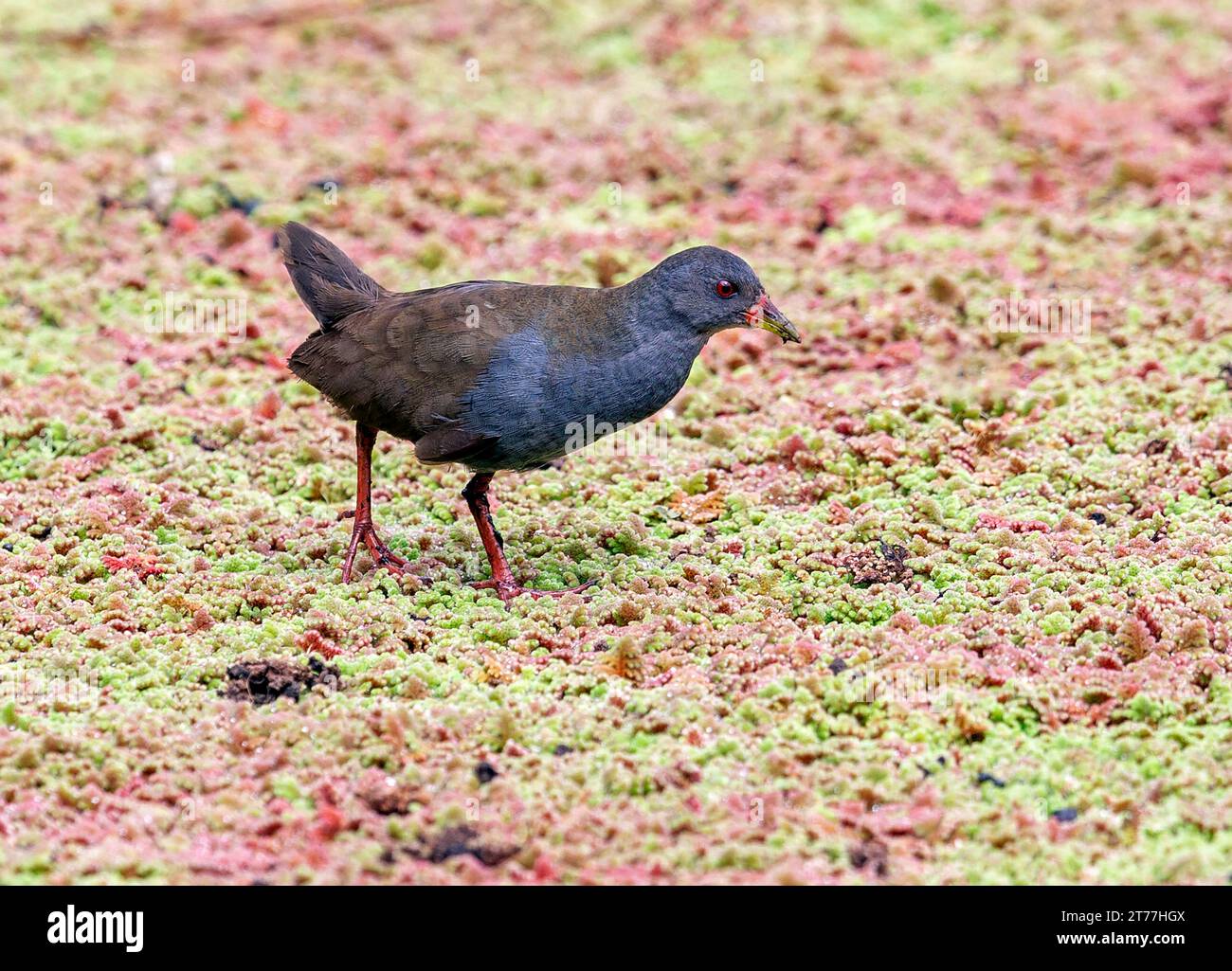 paint-billed crake (Mustelirallus erythrops, Neocrex erythrops ...