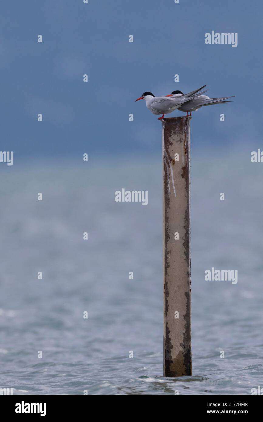 Common tern (Sterna hirundo), two common terns perching together on a ...