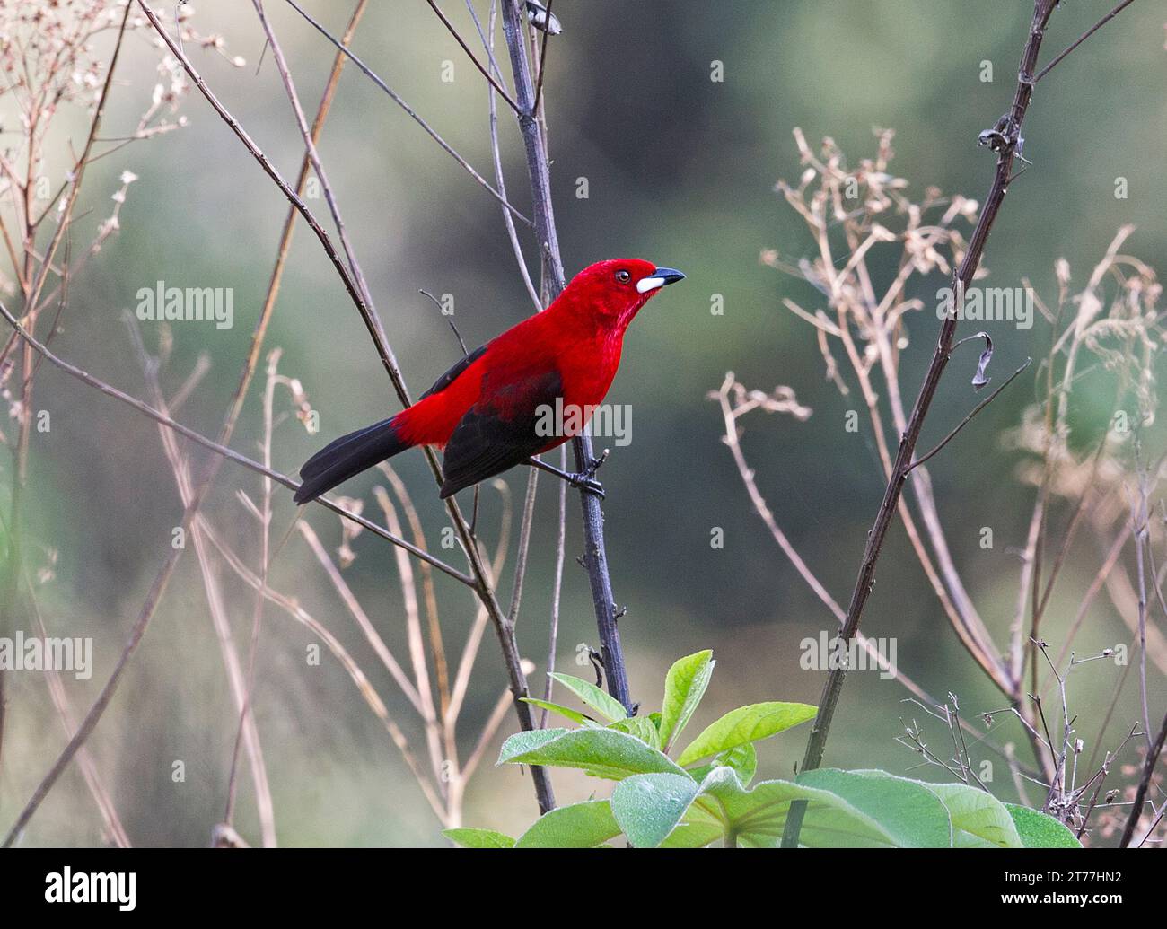 Brazilian Tanager (Ramphocelus bresilia dorsalis, Ramphocelus dorsalis ...