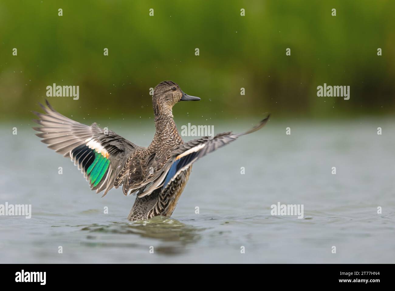 green-winged teal, Eurasian teal, Eurasian green-winged teal, common ...