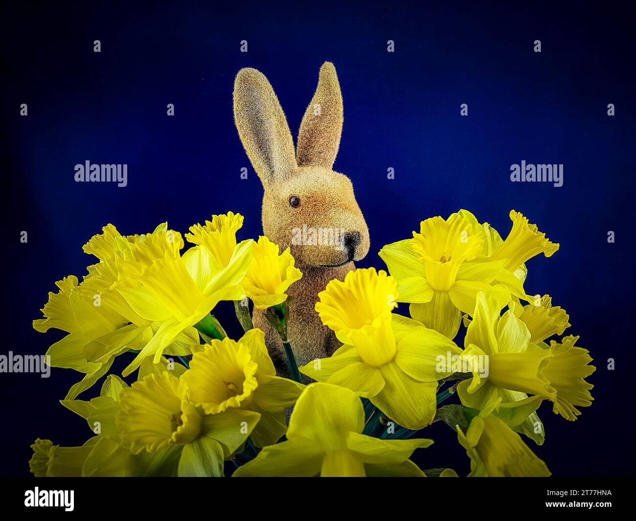 daffodil (Narcissus spec.), bouquet daffodills with Easter bunny Stock ...