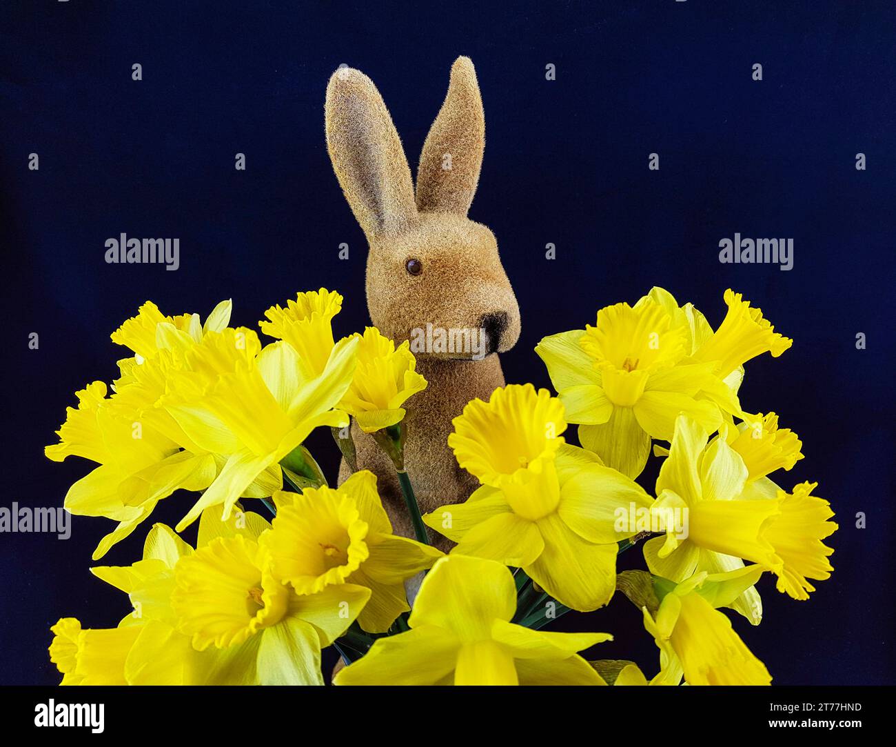 daffodil (Narcissus spec.), bouquet daffodills with Easter bunny Stock ...