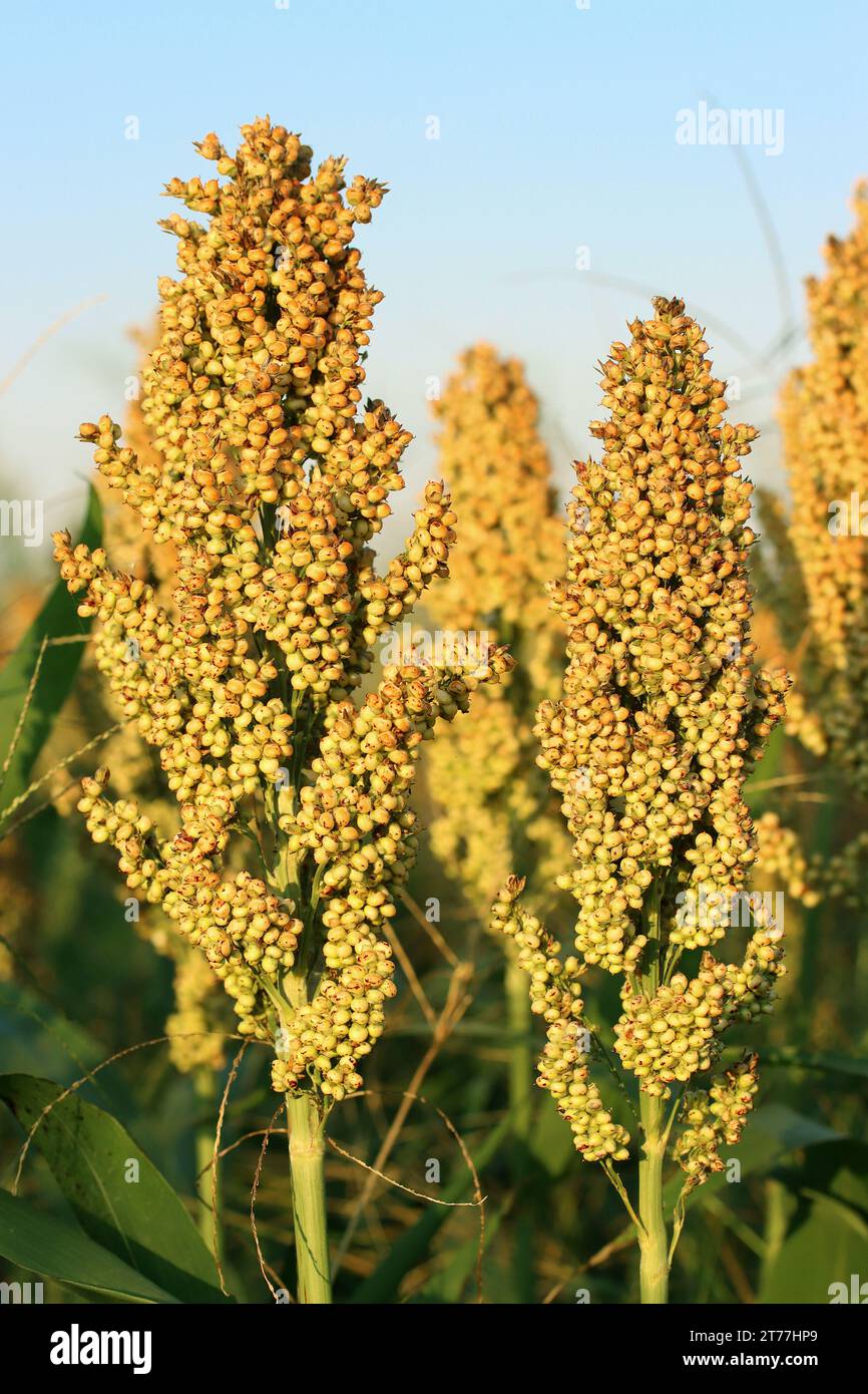 Johnson grass, sorghum (Sorghum halepense), fruiting Stock Photo - Alamy
