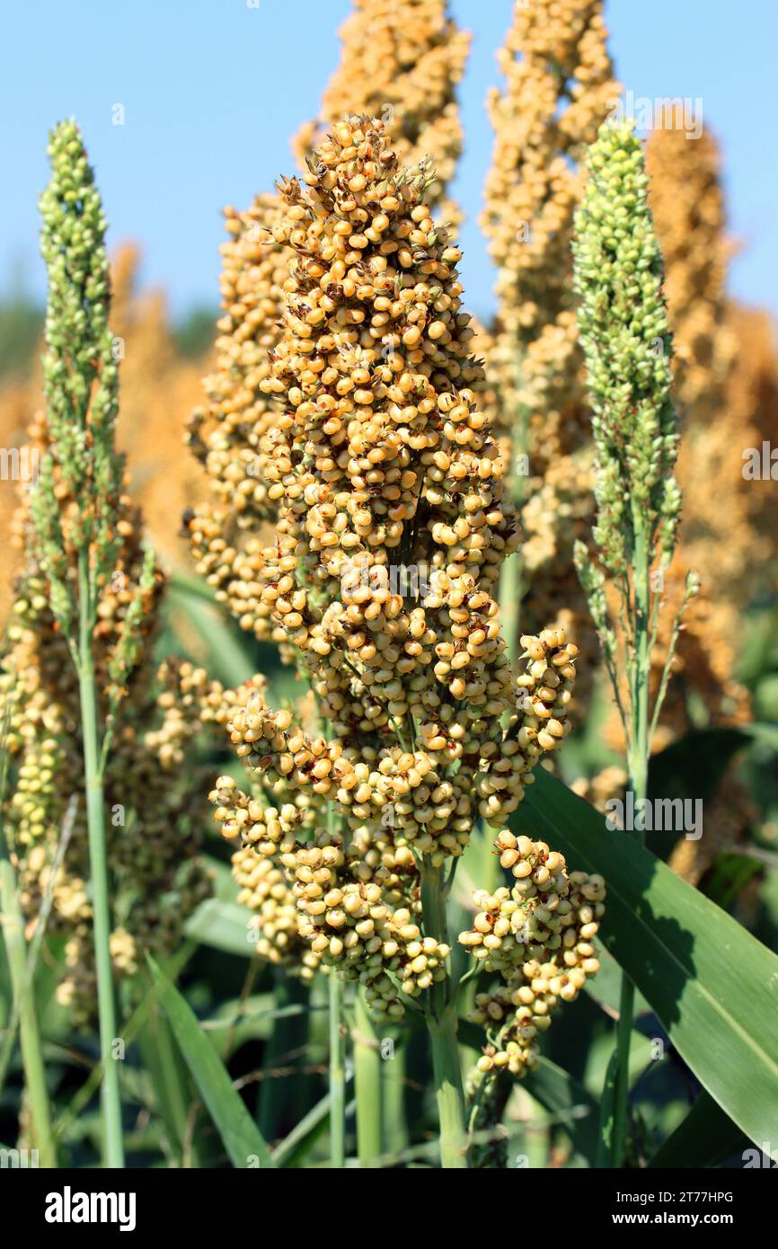 Johnson grasses hi-res stock photography and images - Alamy
