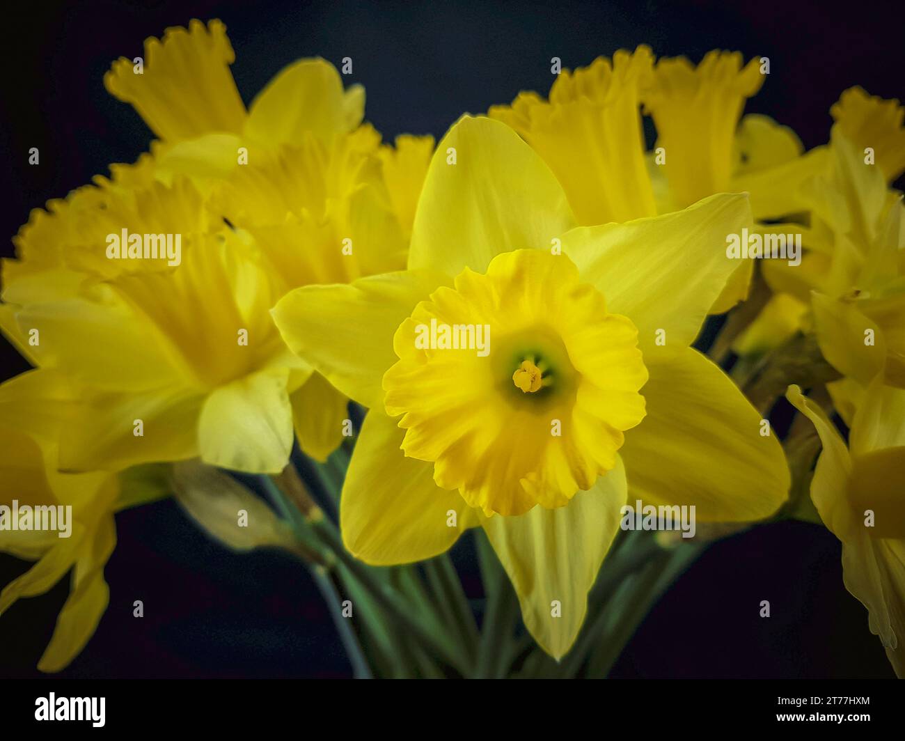 daffodil (Narcissus spec.), bouquet daffodills Stock Photo - Alamy