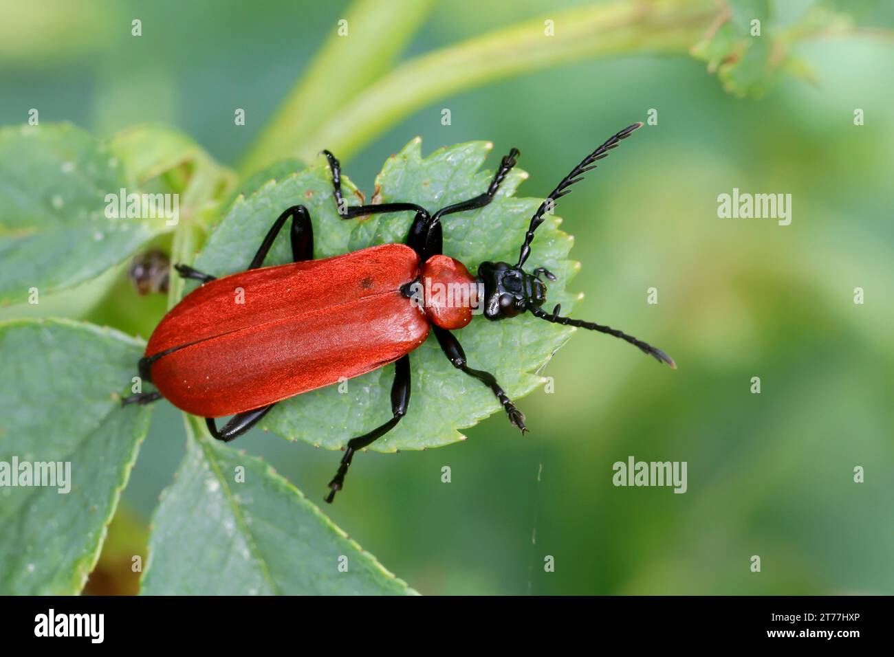 Scarlet fire beetle, Cardinal beetle (Pyrochroa coccinea), male sitting ...