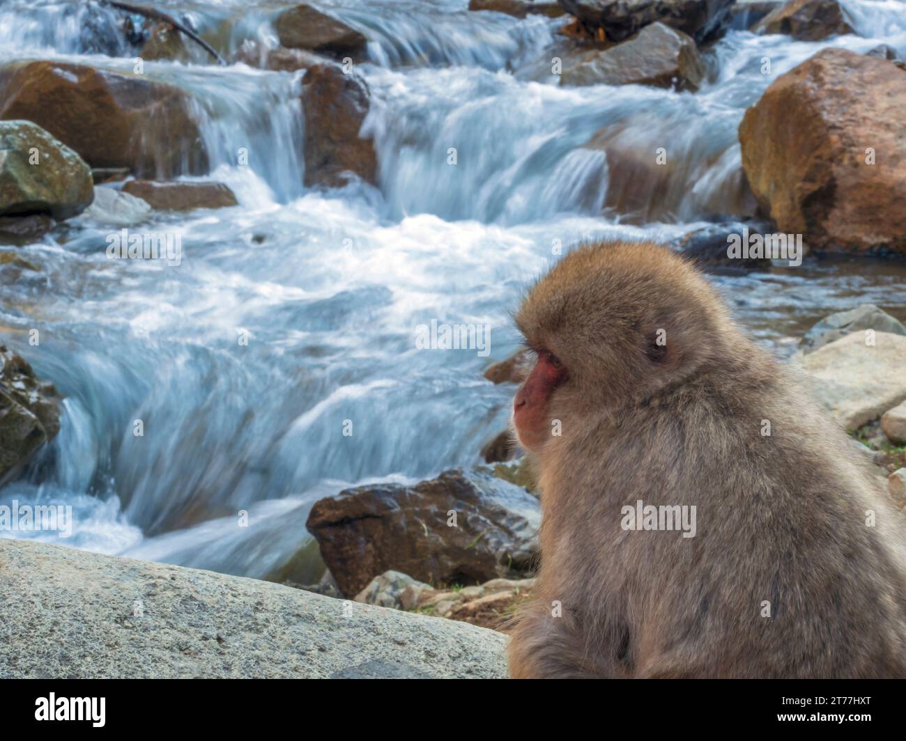 Japanese macaque, snow monkey (Macaca fuscata), sitting in a hot spring ...