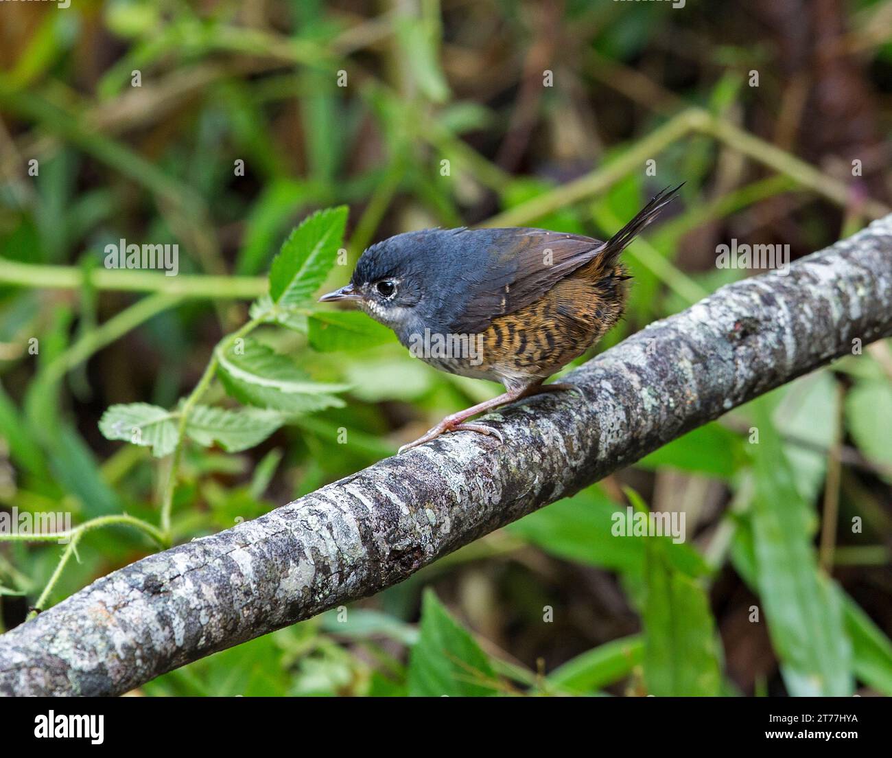 white-breasted tapaculo (Eleoscytalopus indigoticus), perched on a ...