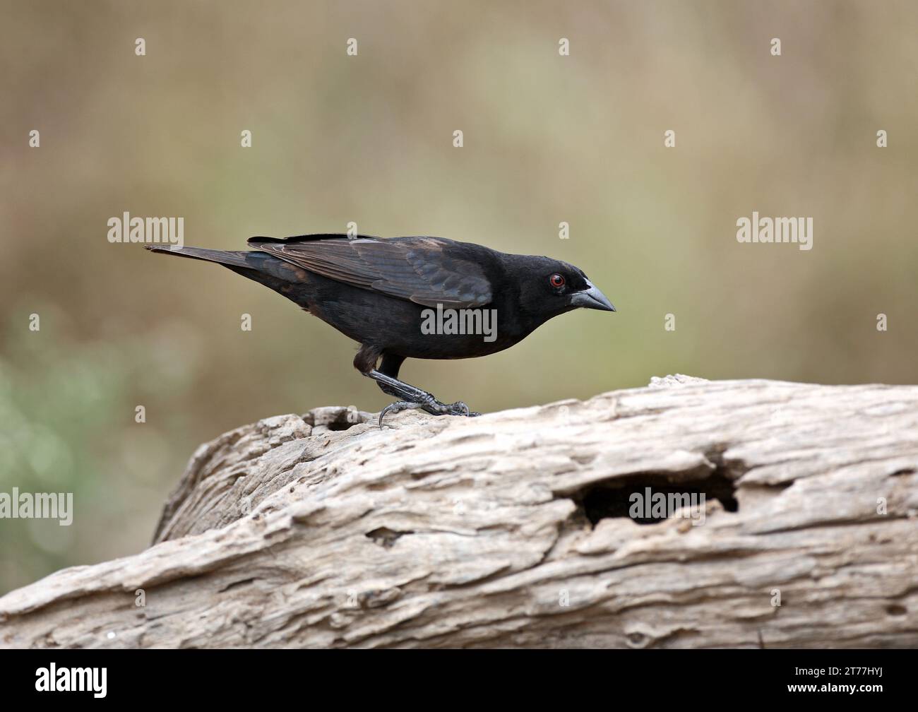 Bronzed cowbirds hi-res stock photography and images - Alamy