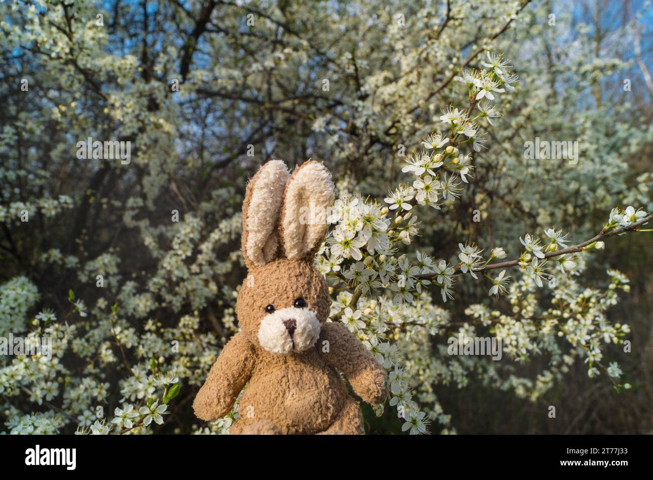 Easter bunny in a blackthorn bush in a garden Stock Photo - Alamy