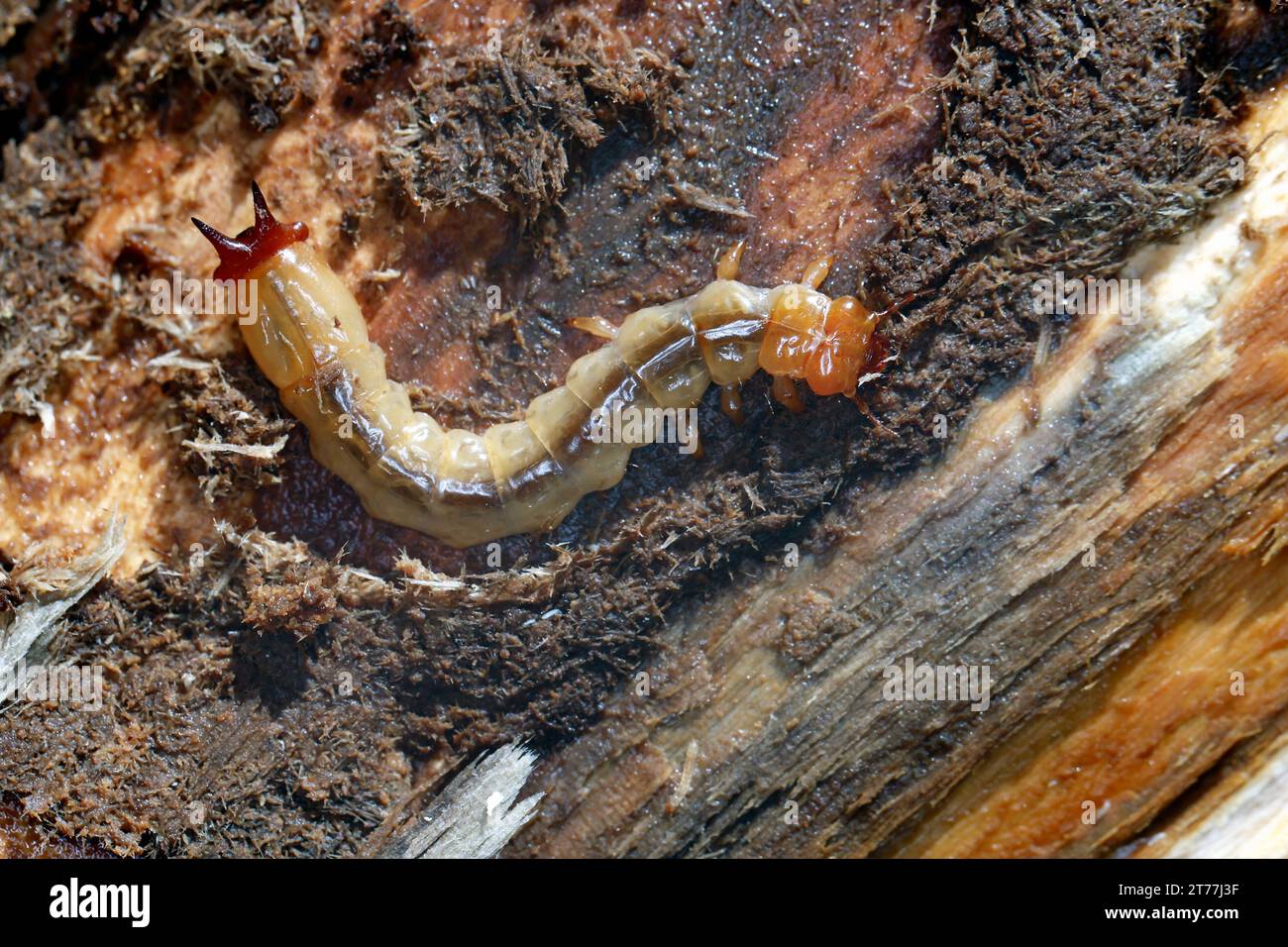Scarlet fire beetle, Cardinal beetle (Pyrochroa coccinea), larva on ...