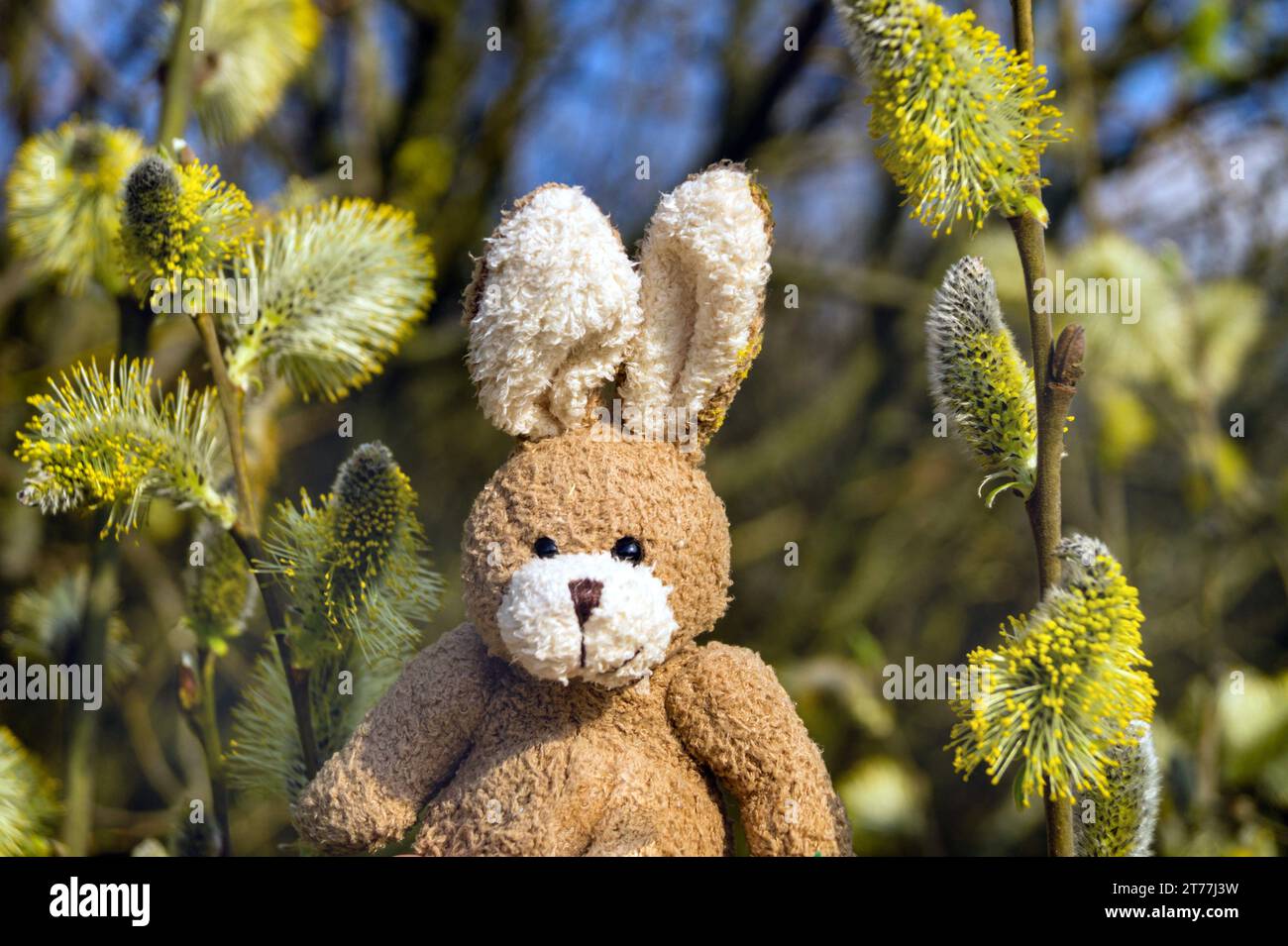 Easter bunny in a willow bush in a garden Stock Photo - Alamy