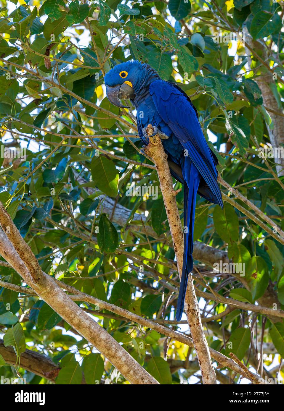 Hyacinth Macaw, Hyacinthine Macaw (Anodorhynchus hyacinthinus), perched ...