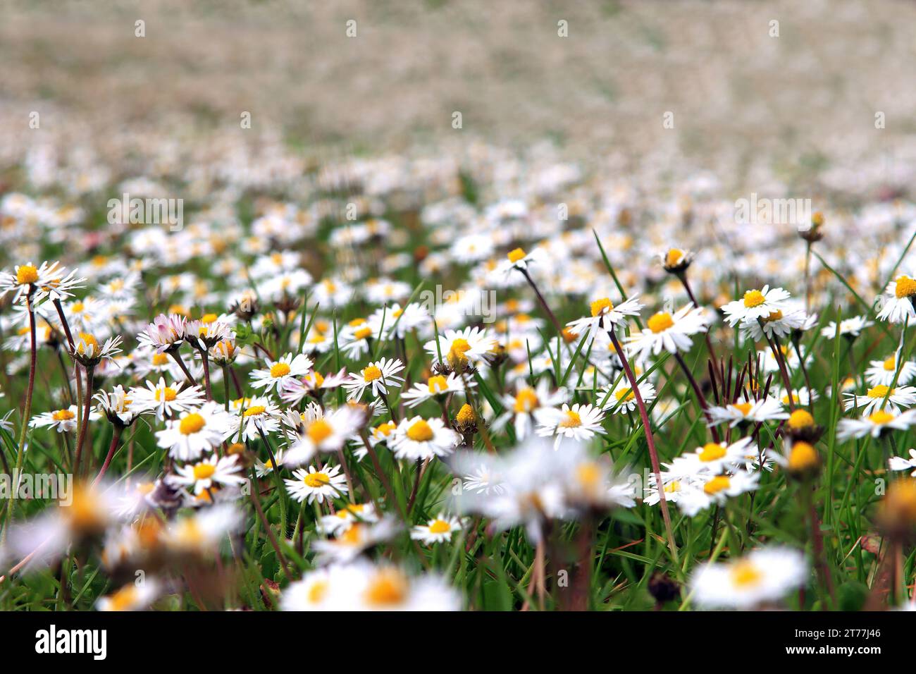 common daisy, lawn daisy, English daisy (Bellis perennis), lawn with ...