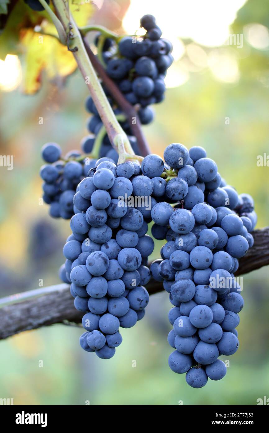 grape-vine, vine (Vitis vinifera), blue grapes on a bush, Germany Stock ...