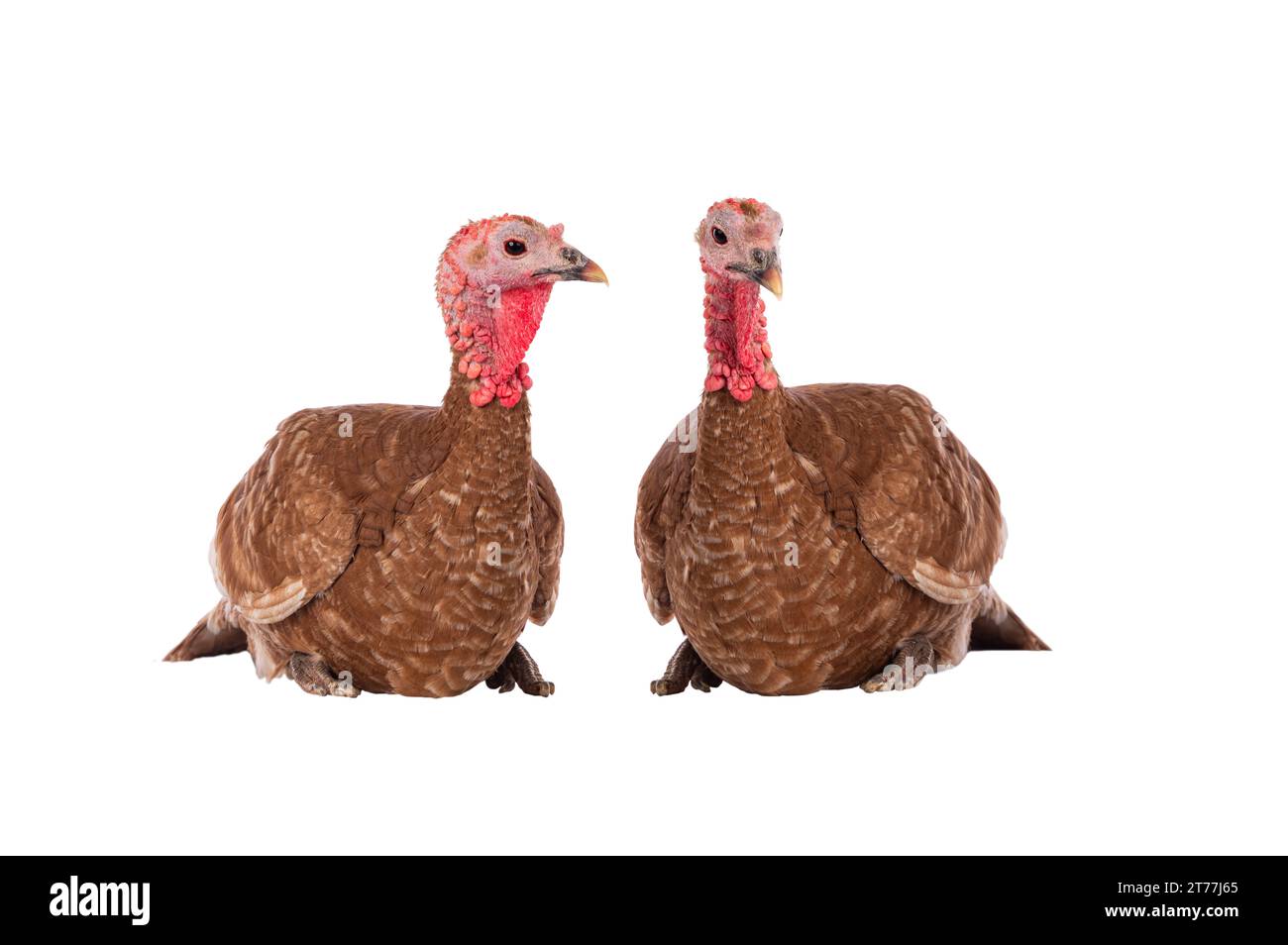 two turkey brown isolated on white background Stock Photo - Alamy