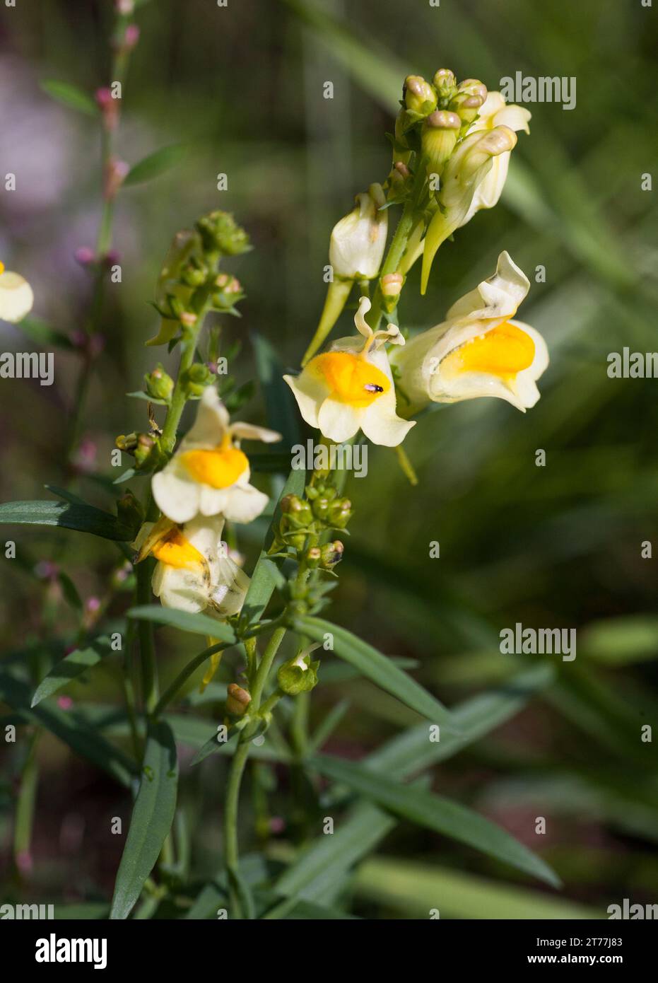 LINARIA VULGARIS The common toadflax Stock Photo - Alamy