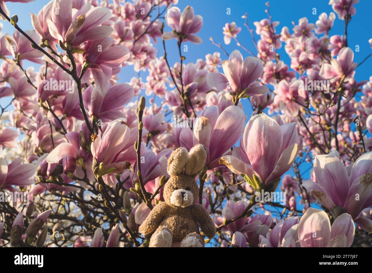 saucer magnolia (Magnolia x soulangiana, Magnolia soulangiana, Magnolia ...
