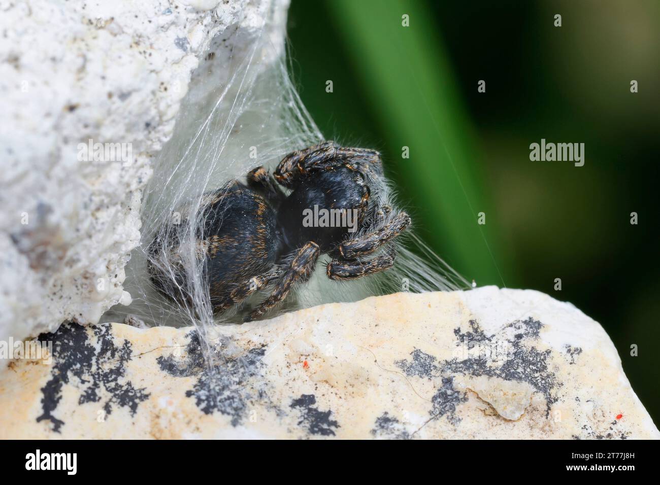 Jumping spider (Philaeus chrysops), female in a gossamer between stones ...