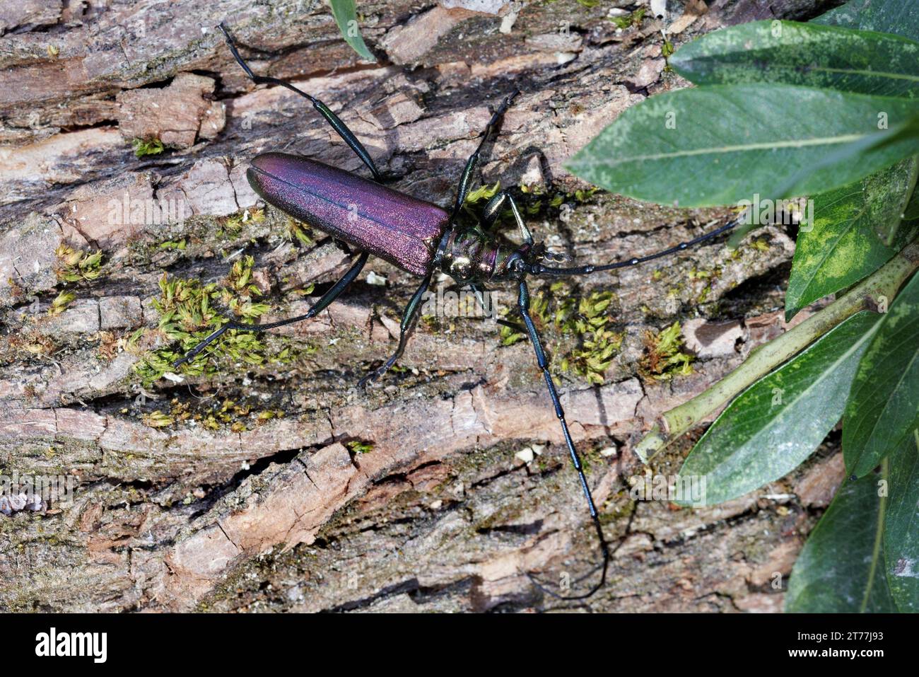 musk beetle (Aromia moschata), on trunk, Germany, Bavaria, Isental ...
