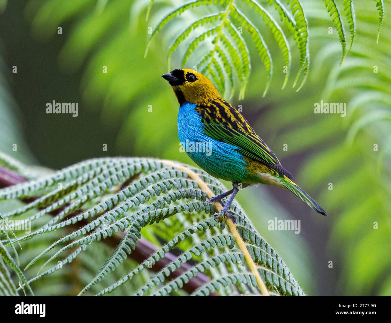 Gilt edged tanagers hi-res stock photography and images - Alamy