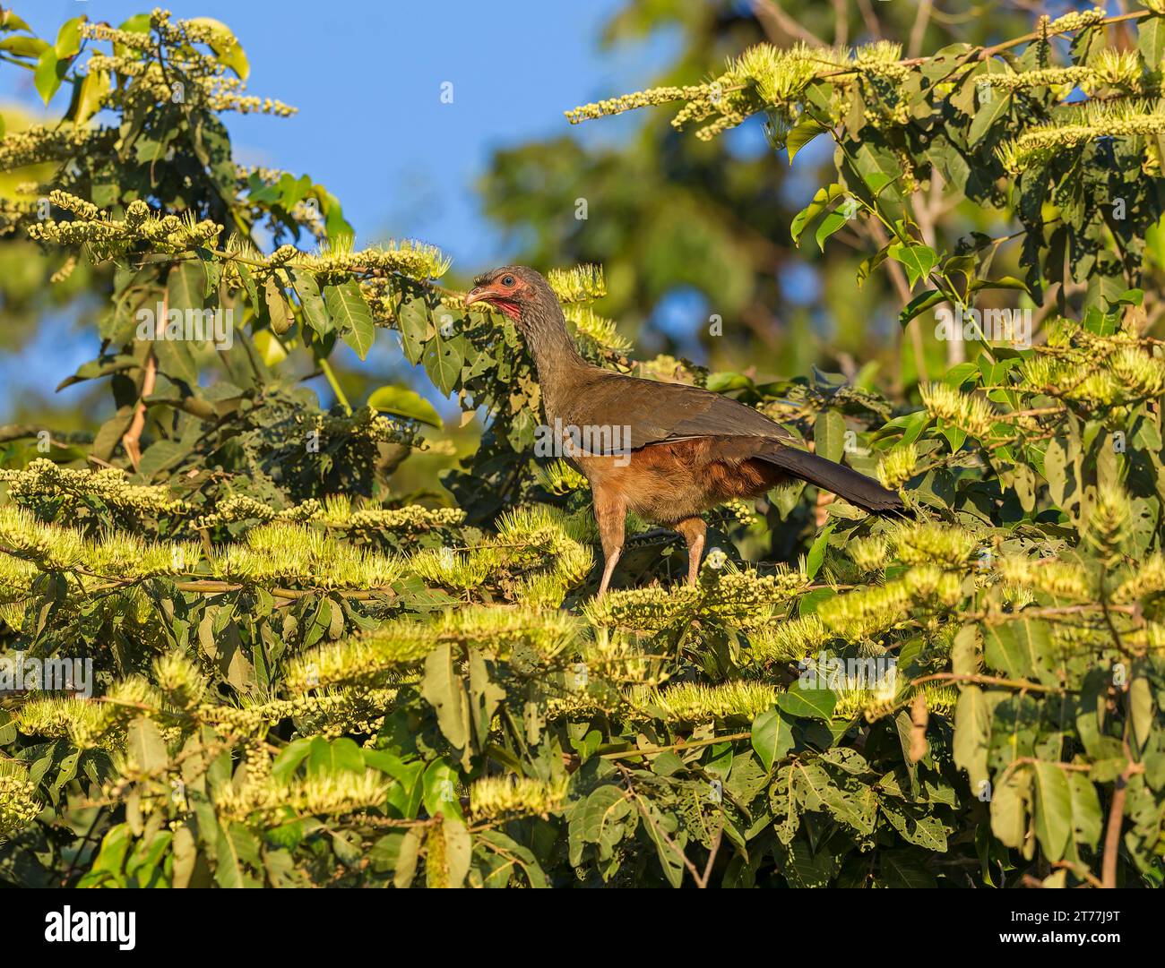 chaco chachalaca (Ortalis canicollis pantanalensis, Ortalis ...