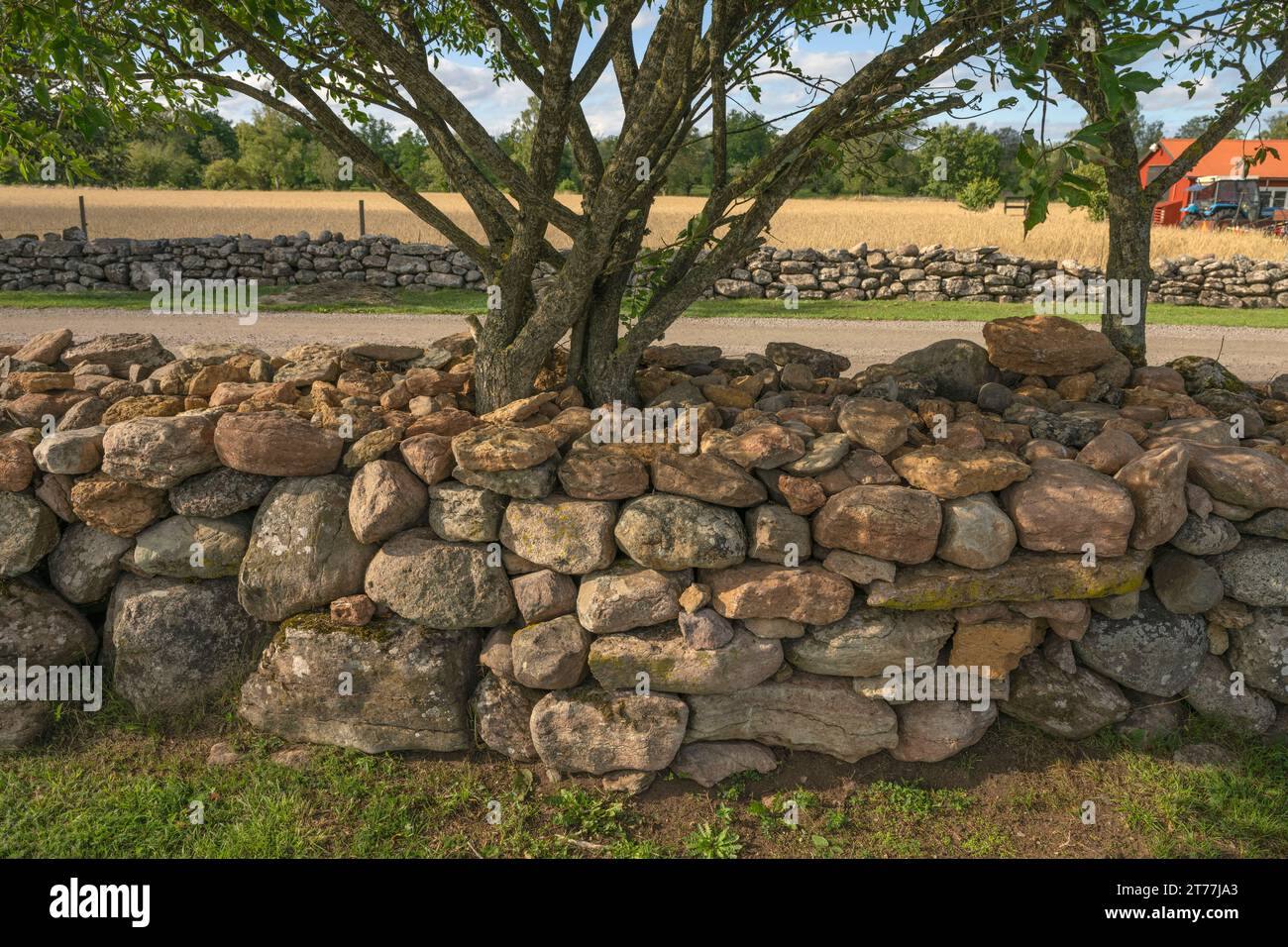stone wall with tree at Graborg, Sweden, Oeland Stock Photo - Alamy