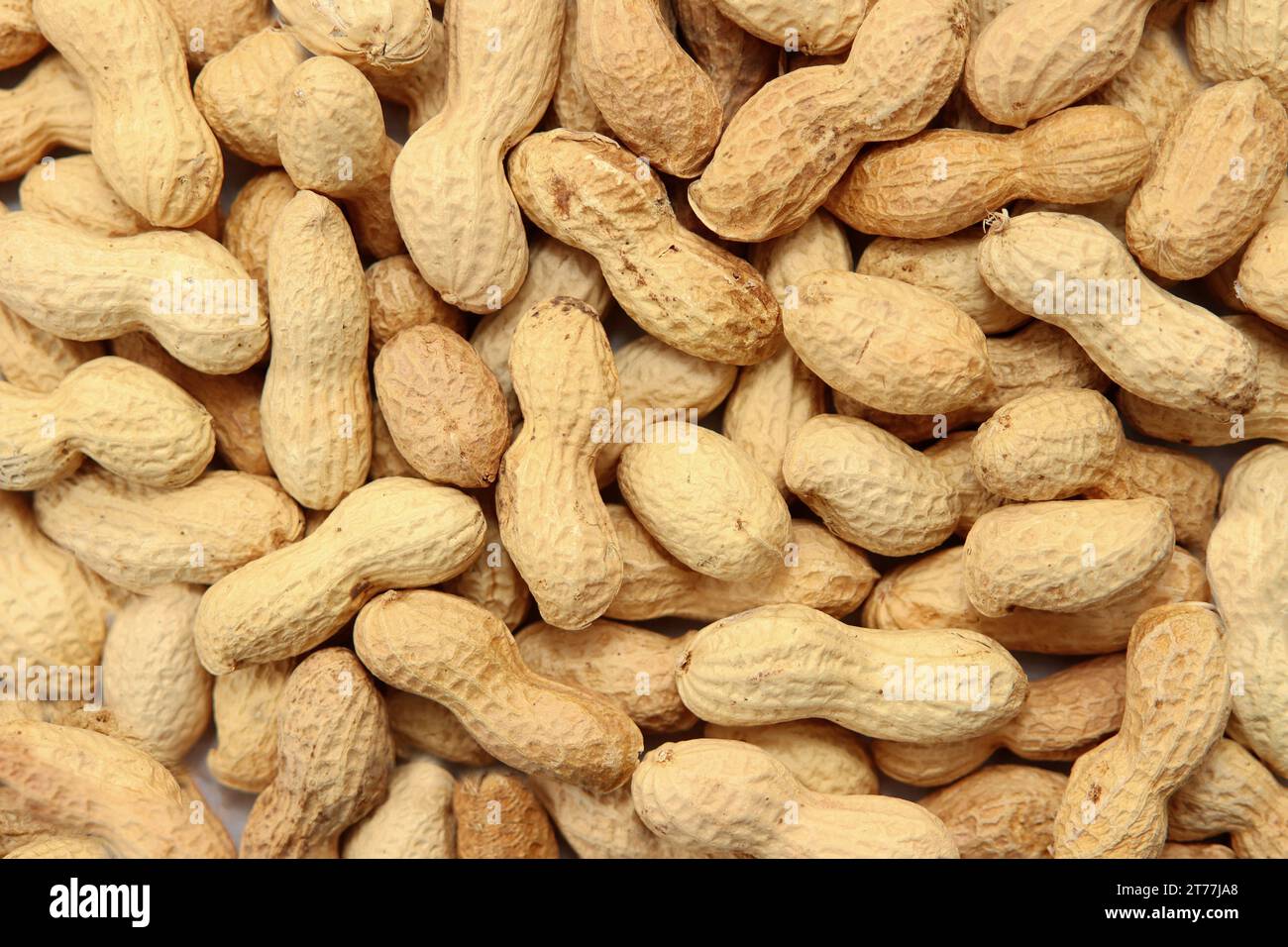 ground-nut, peanut (Arachis hypogaea), peanuts with nutshell Stock ...