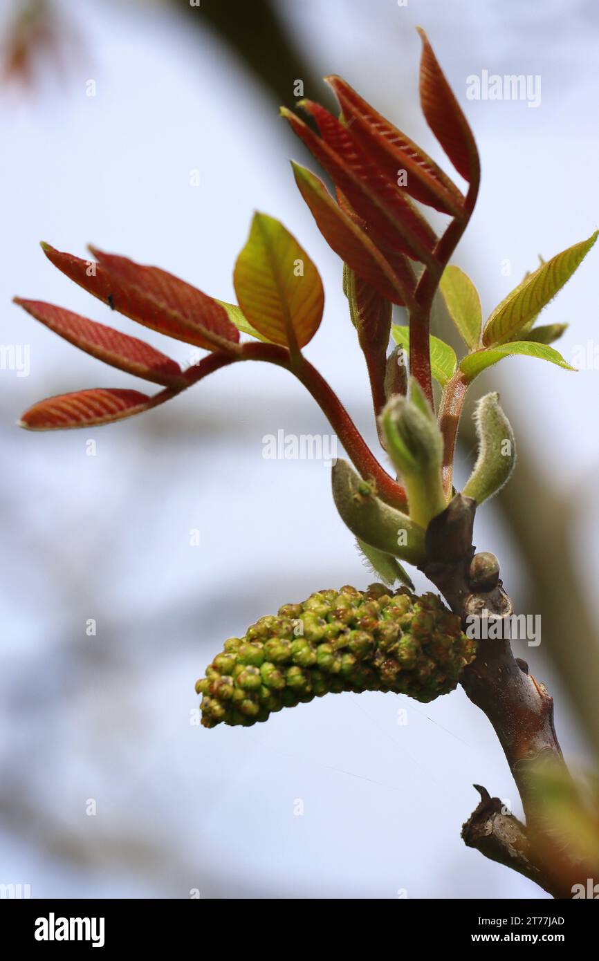 walnut (Juglans regia), leaf shoots and male catkins in bud, Germany ...