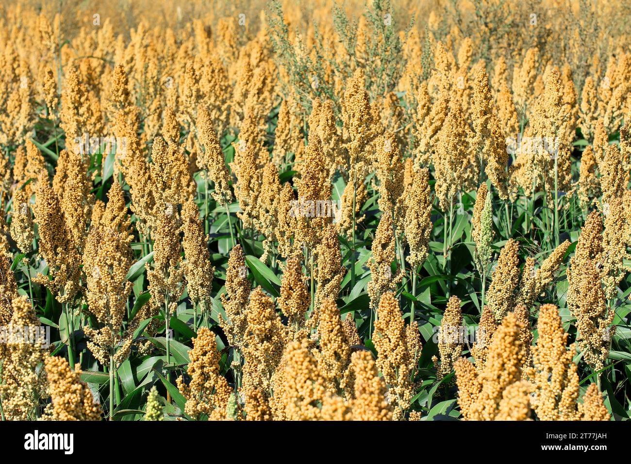 Johnson grass, sorghum (Sorghum halepense), field with Johnson grass ...