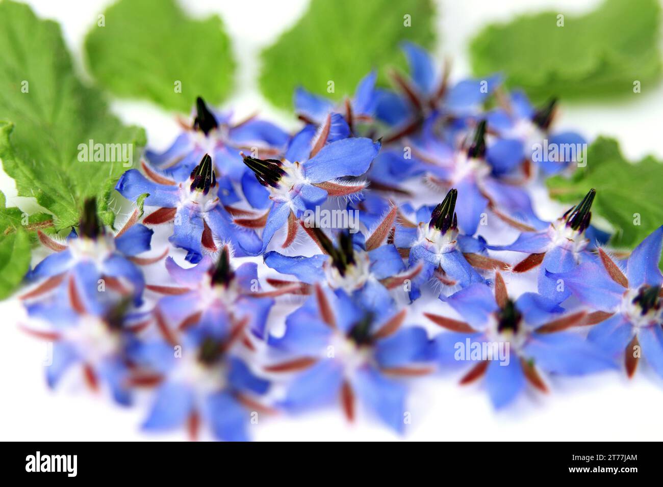 common borage (Borago officinalis), blooming, cutout Stock Photo - Alamy