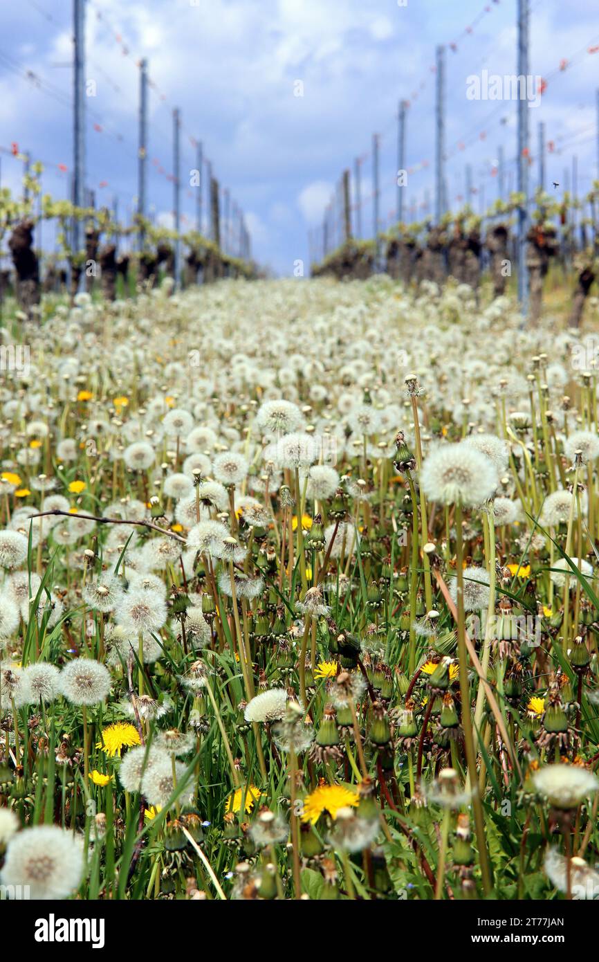 common dandelion (Taraxacum officinale), dandelions in a vineyard ...