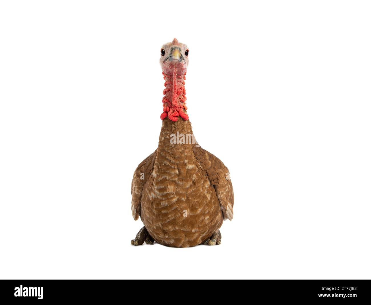 turkey sitting isolated on white background Stock Photo - Alamy