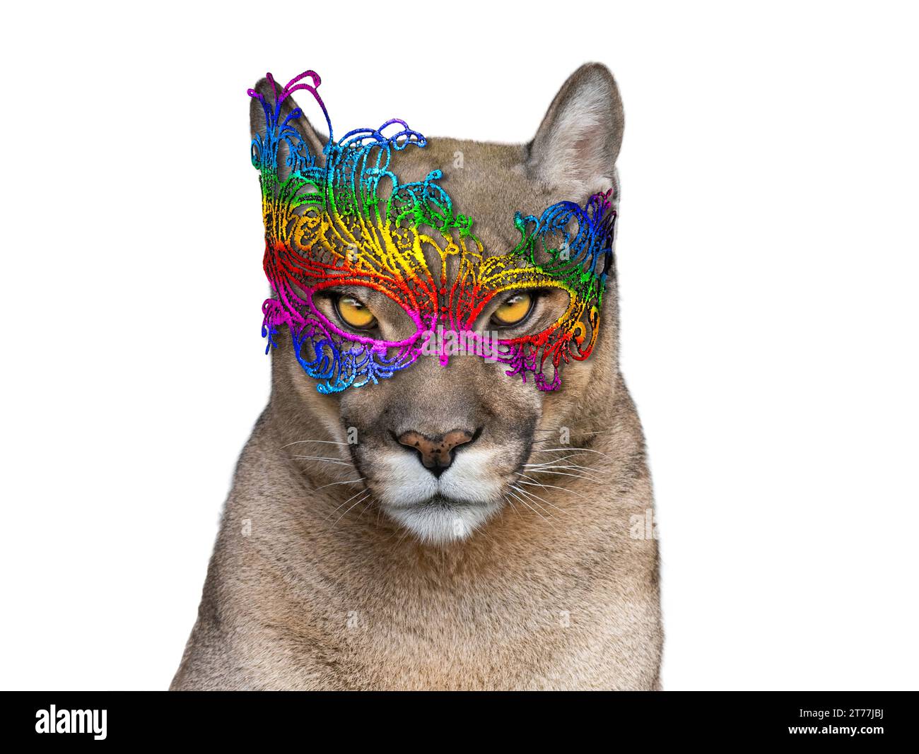puma masquerade mask isolated on white background Stock Photo - Alamy
