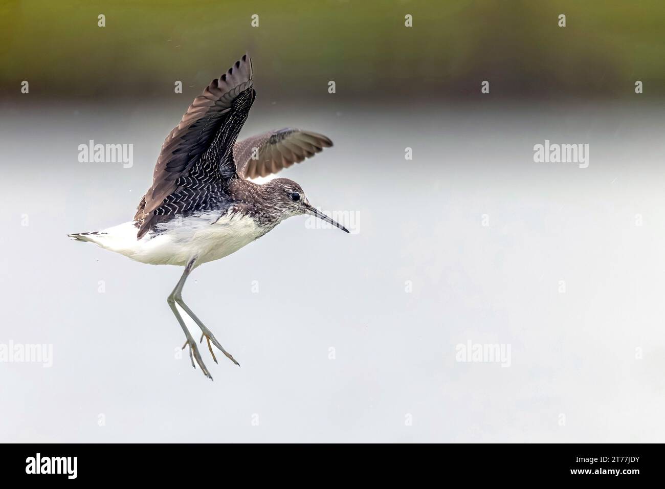 green sandpiper (Tringa ochropus), fyling up in shallow water, side ...