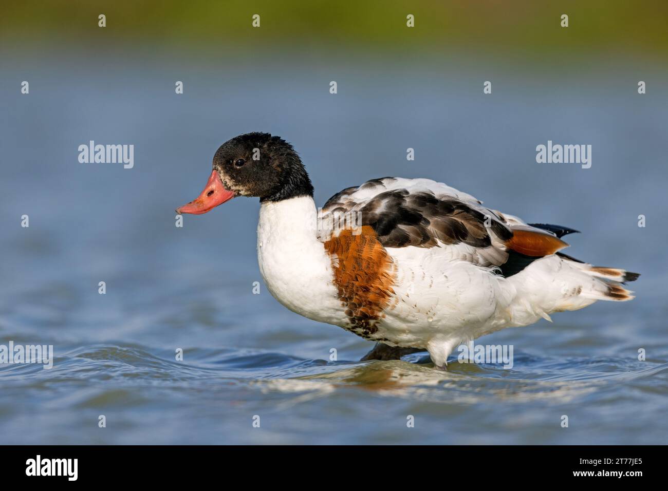 common shelduck (Tadorna tadorna), female standing in shallow water ...