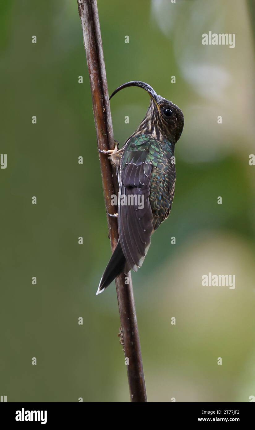 white-tipped sicklebill (Eutoxeres aquila), perched on twig in rain ...