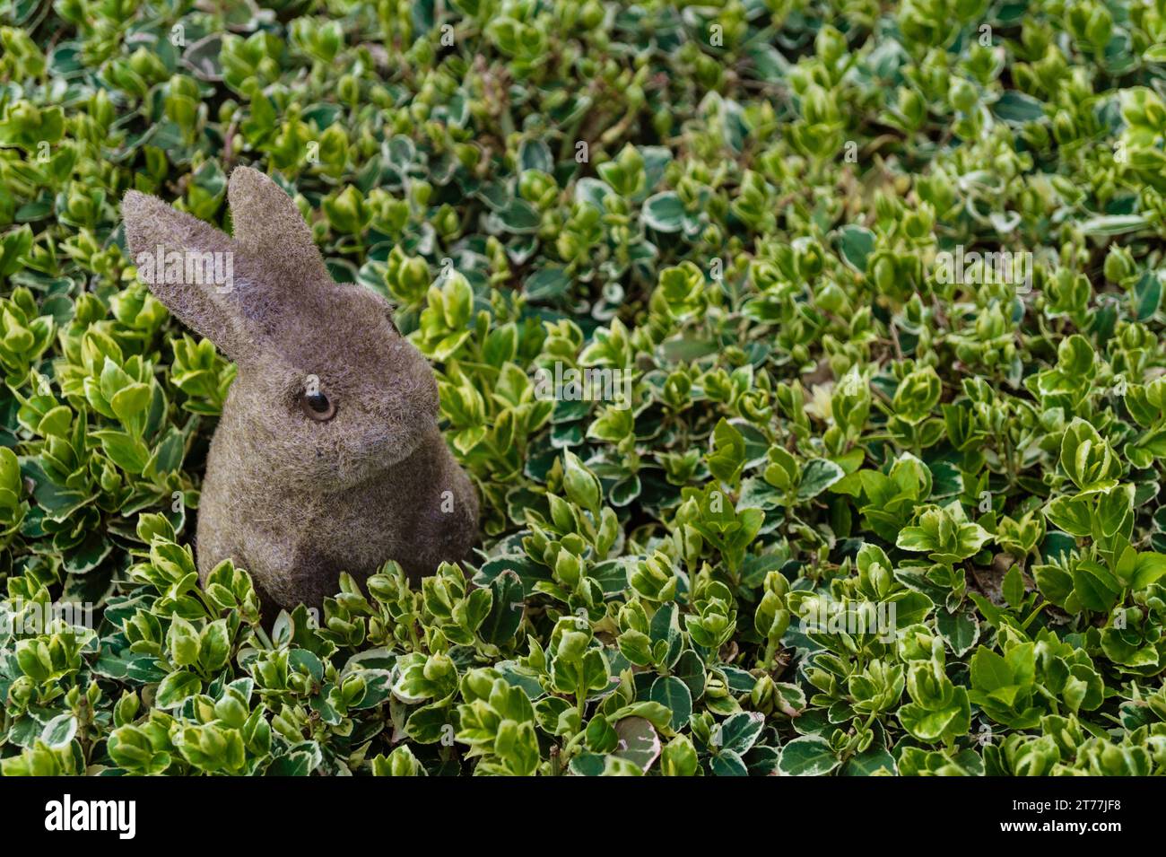Easter bunny in a bush in a garden Stock Photo - Alamy