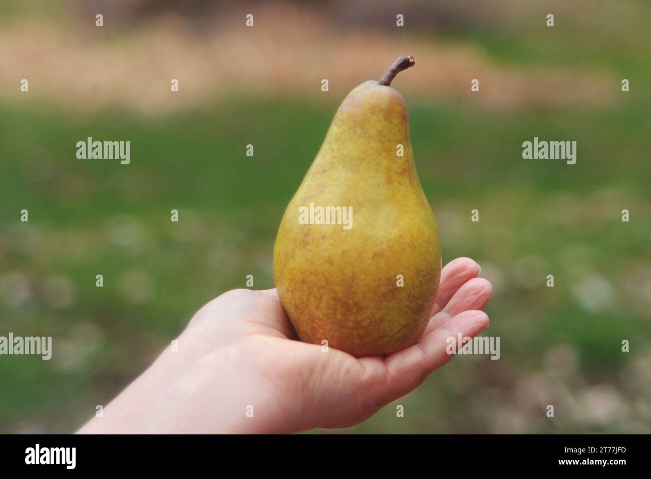 Common pear (Pyrus communis), pear in the hand Stock Photo - Alamy