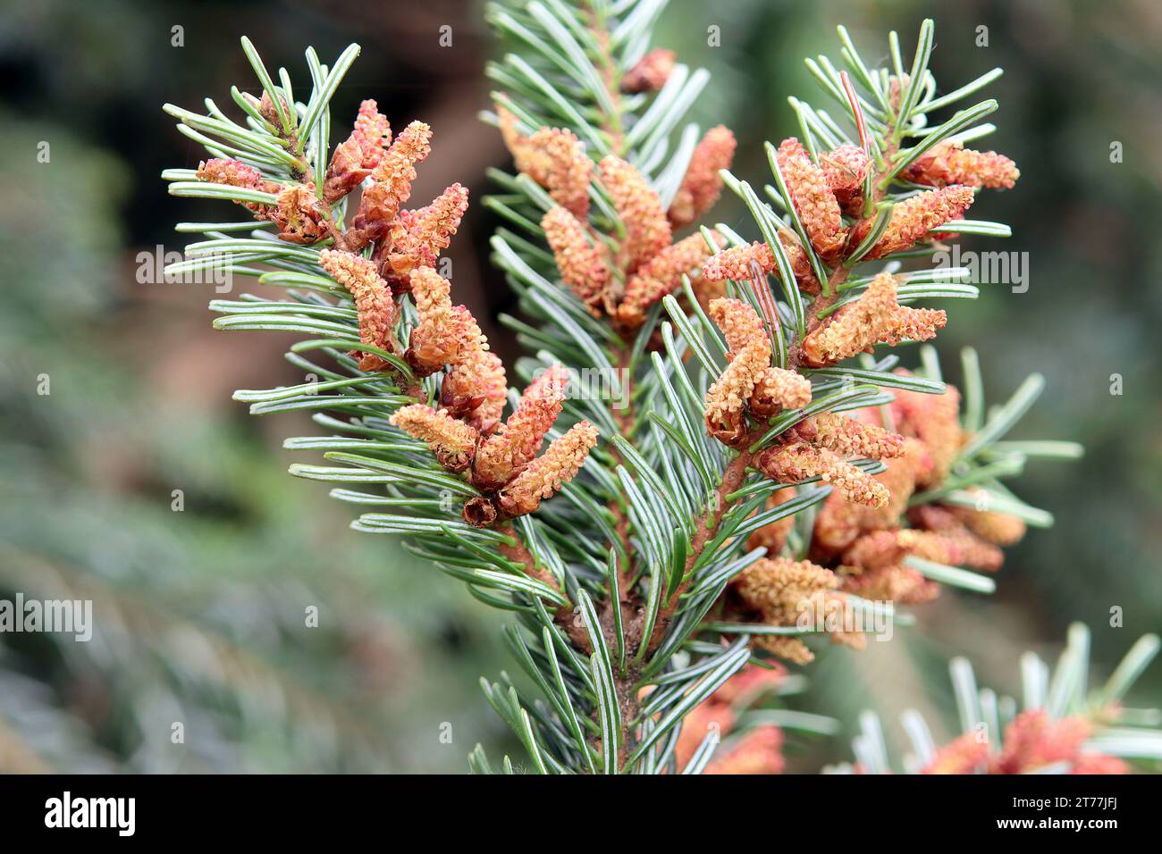 Twig with male hi-res stock photography and images - Alamy