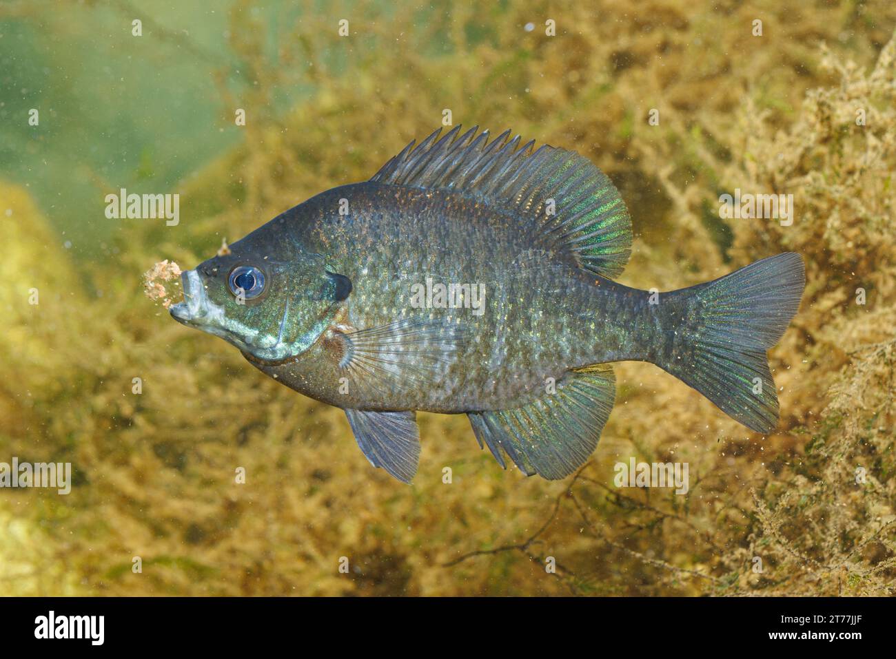 Bluegill fish hi-res stock photography and images - Alamy