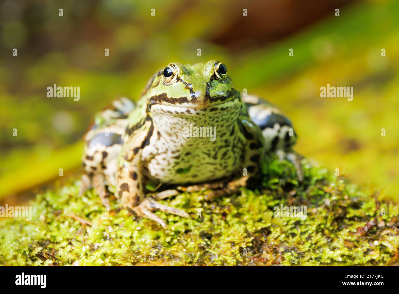 European edible frog, common edible frog (Rana kl. esculenta, Rana ...