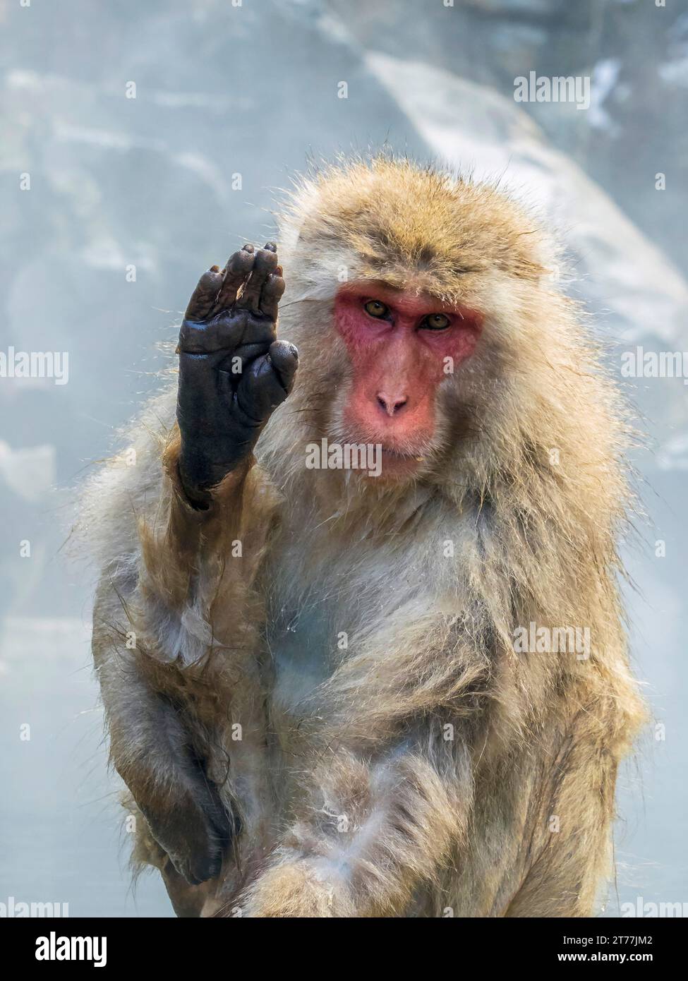 Japanese macaque, snow monkey (Macaca fuscata), bathing in a hot spring ...