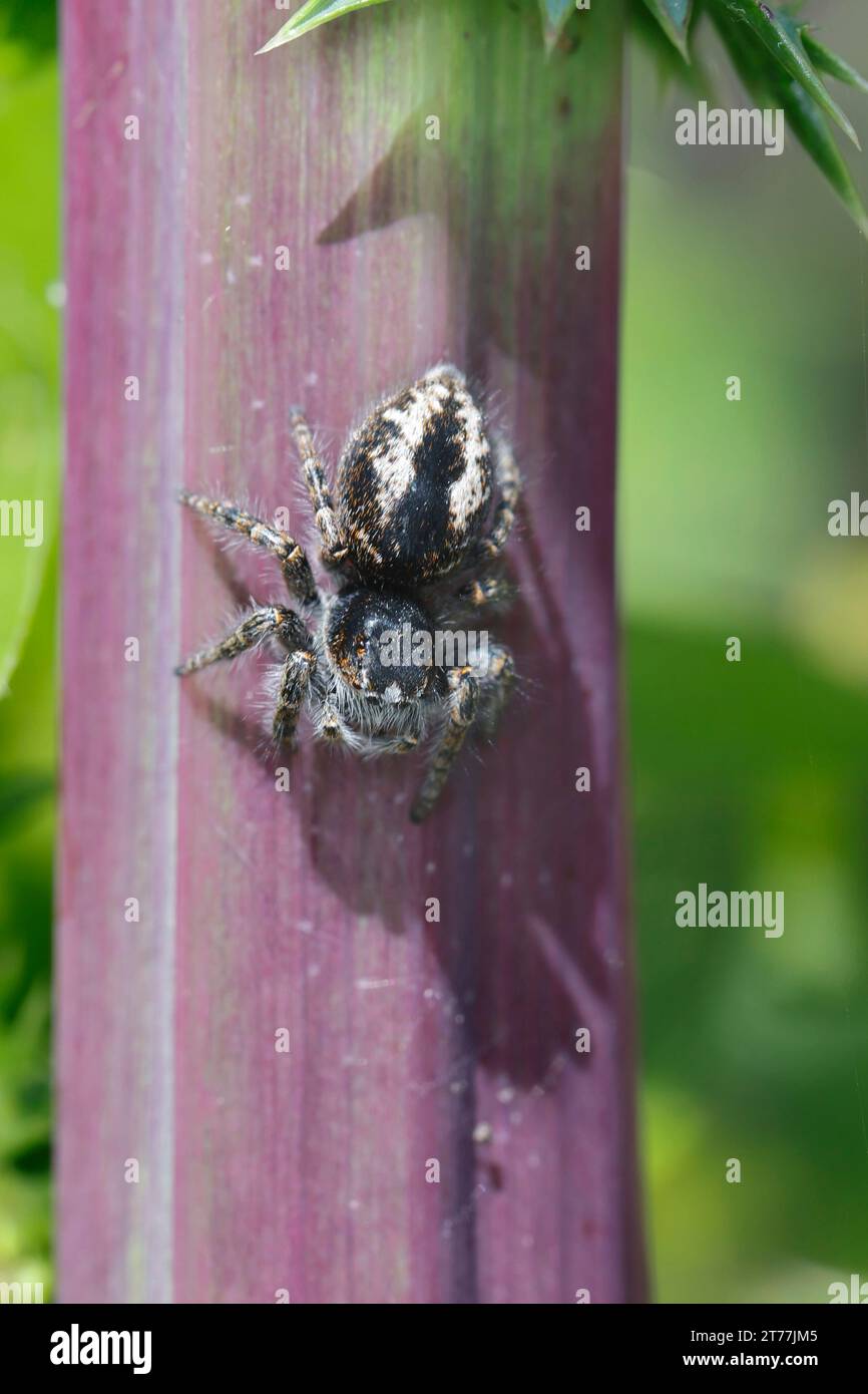 Jumping spider (Philaeus chrysops), female sitting headlong at a plant ...