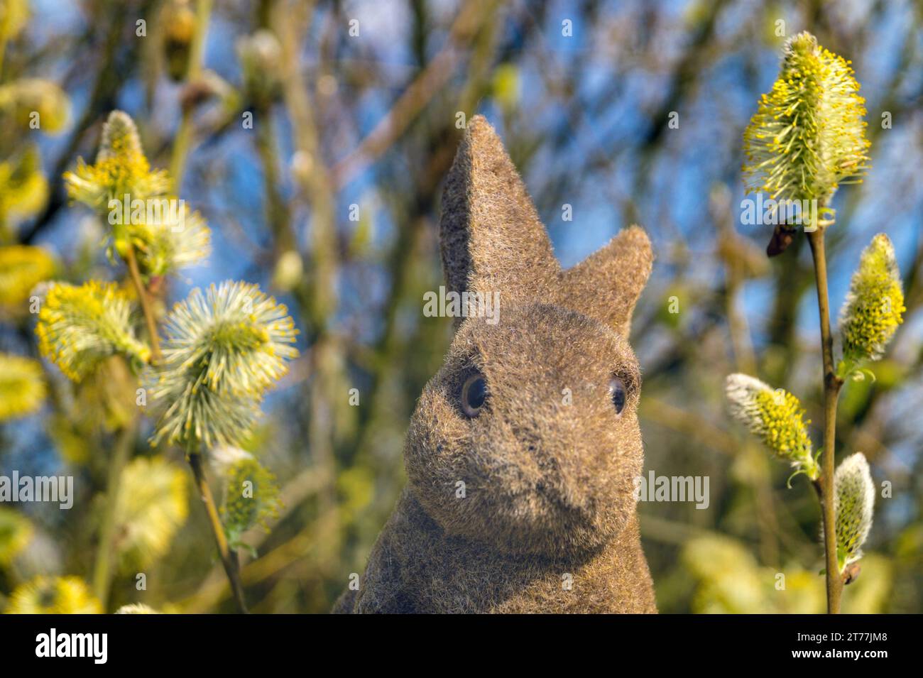 Easter bunny in a willow bush in a garden Stock Photo - Alamy